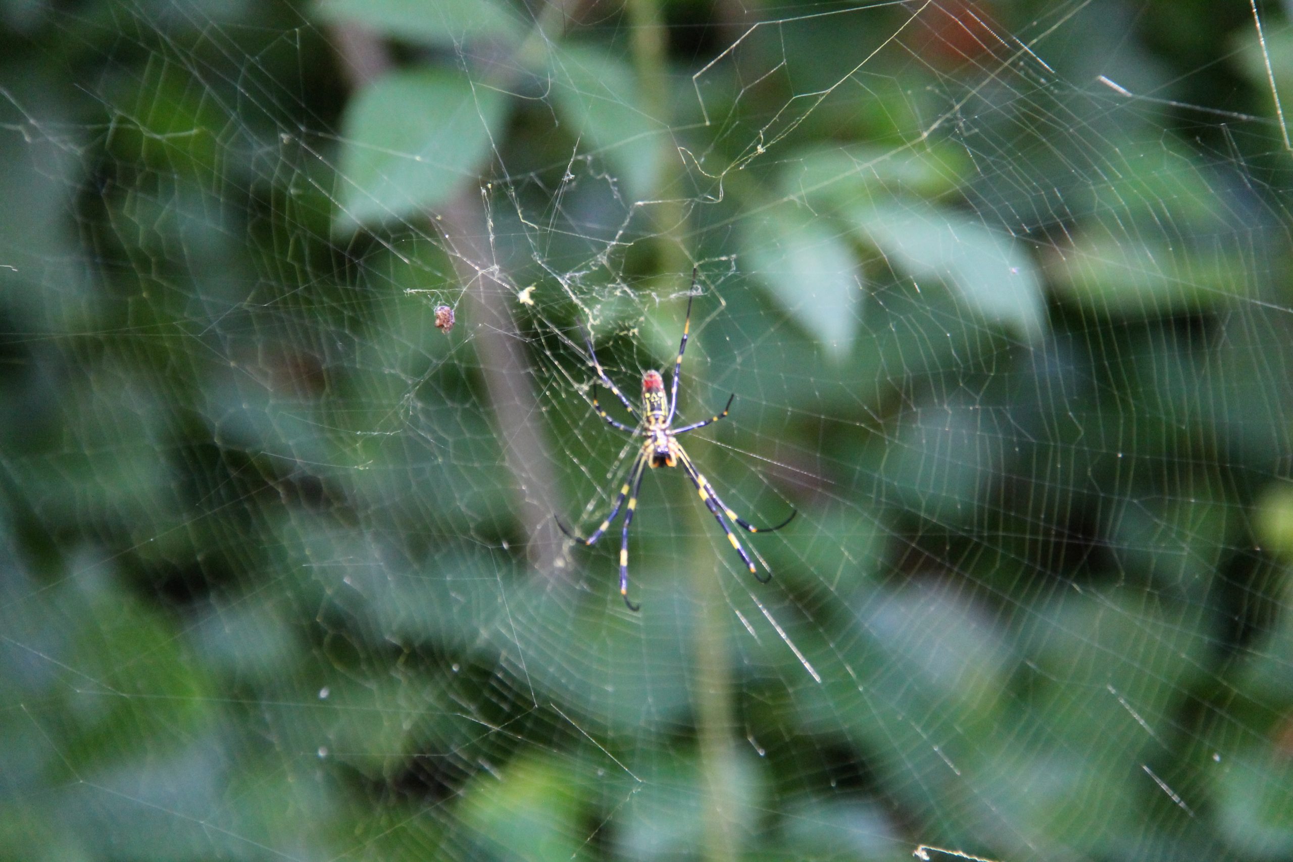 What do Joro Spiders Look Like? - Joro Spiders