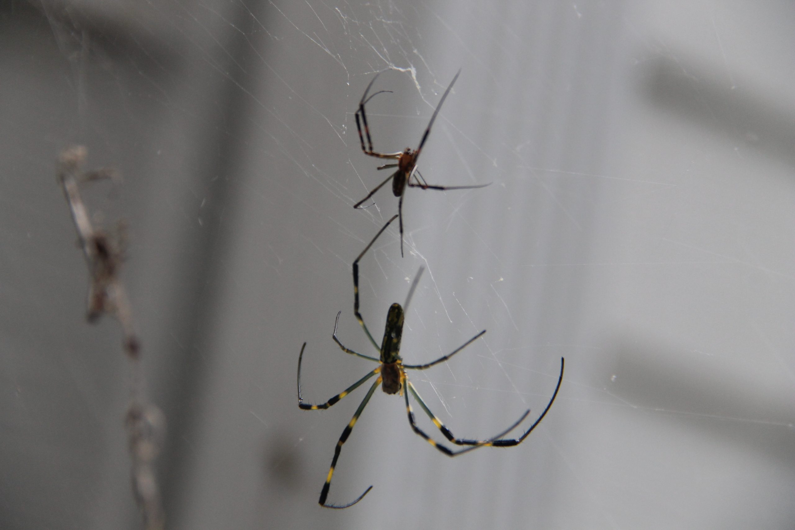 What Do Joro Spiders Look Like Joro Spiders