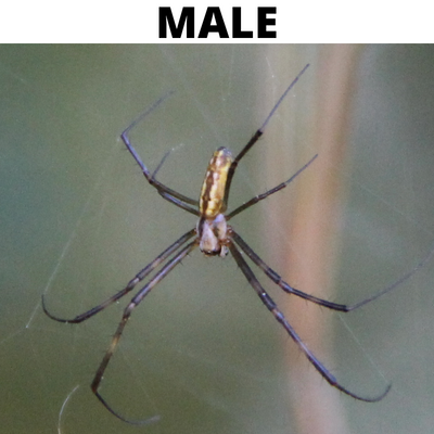 What do Joro Spiders Look Like? - Joro Spiders