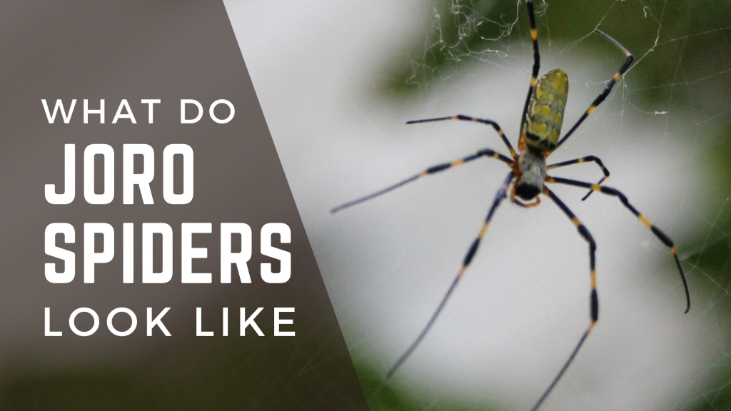 What do Joro Spiders Look Like? - Joro Spiders